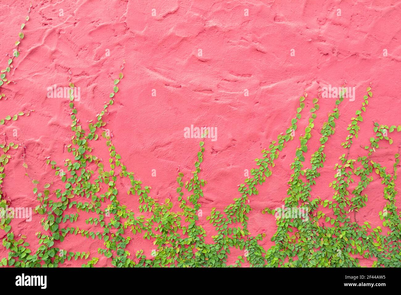Pink concrete texture hi-res stock photography and images - Alamy