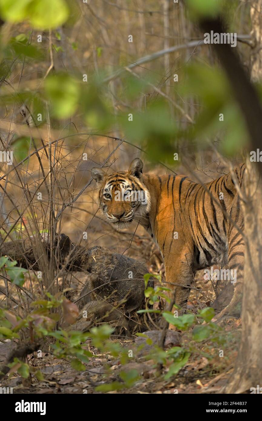 Wild tiger on his deer kill in the dry deciduous habitat in Ranthambore ...