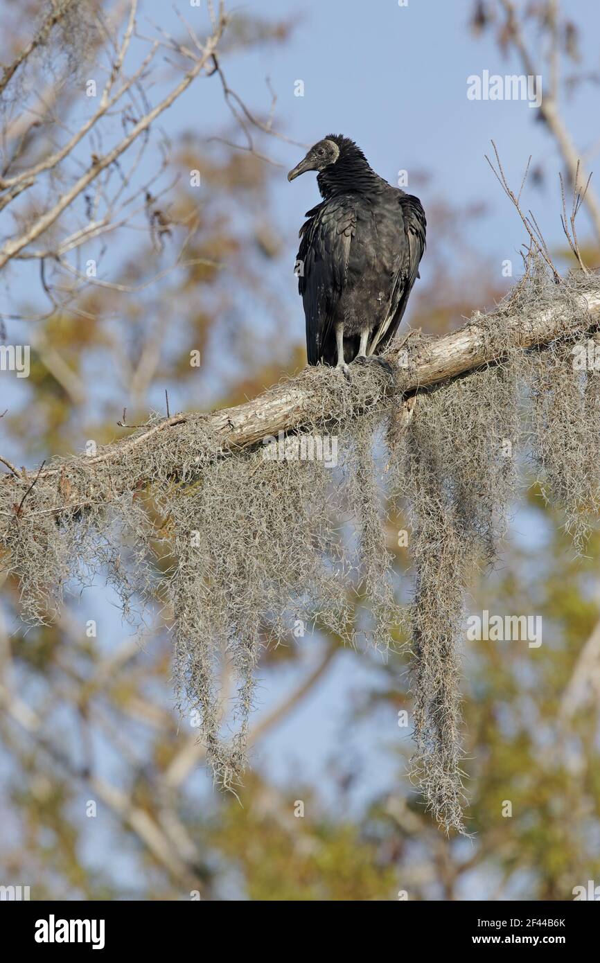 American Black Vulture on spanish moss covered tree(Coragyps atratus ...
