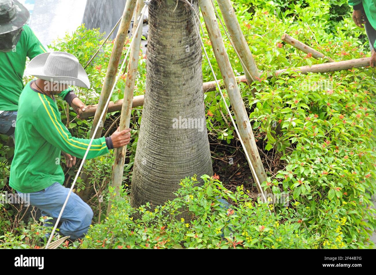 Strong wind and palm tree hi-res stock photography and images - Alamy