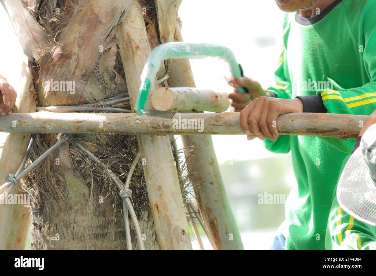Worker sawing wooden stick making tree stake for supporting the tree ...