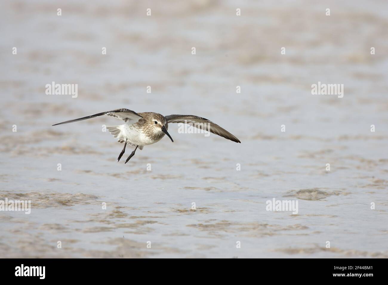 Dunlins landing hi-res stock photography and images - Alamy