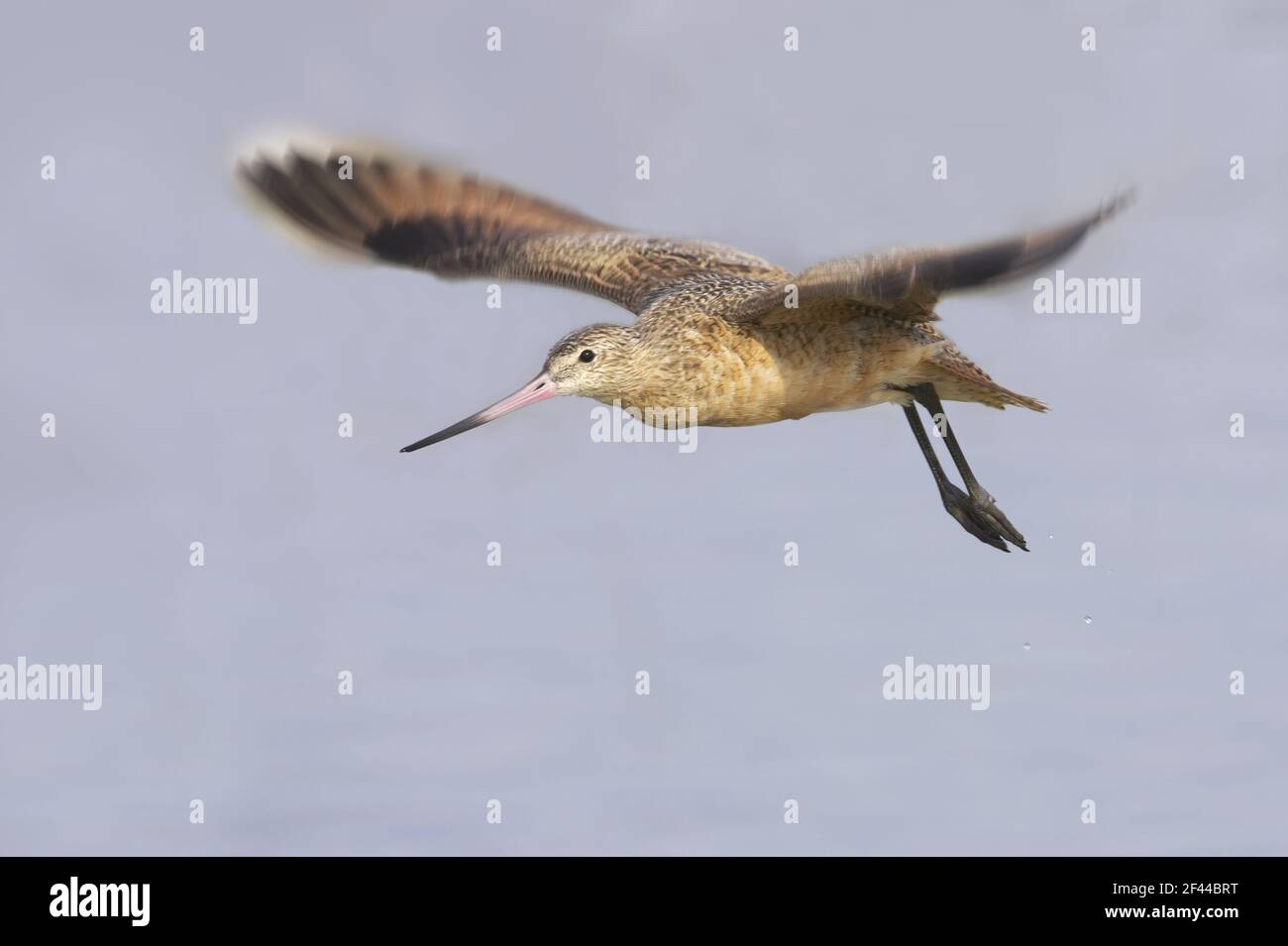 Marbled Godwit in flight(Limosa fedoa) Fort de Soto, florida, USA ...