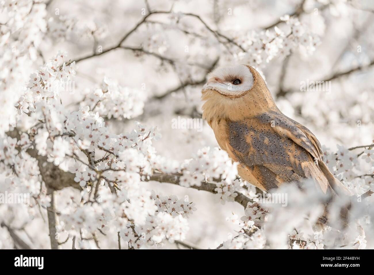 The beautiful Barn owl in spring season (Tyto alba Stock Photo - Alamy