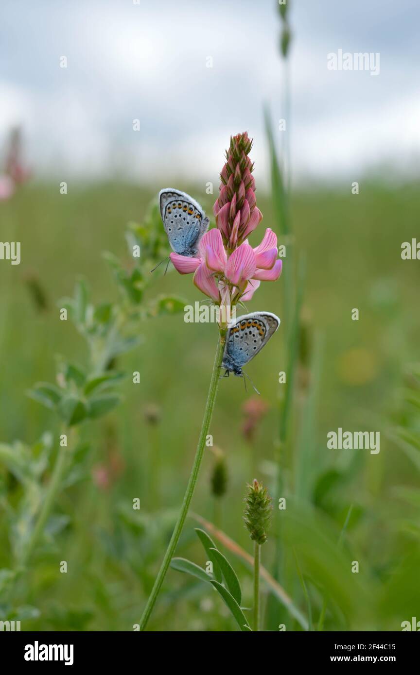 Real Blue Butterflies In The Wild