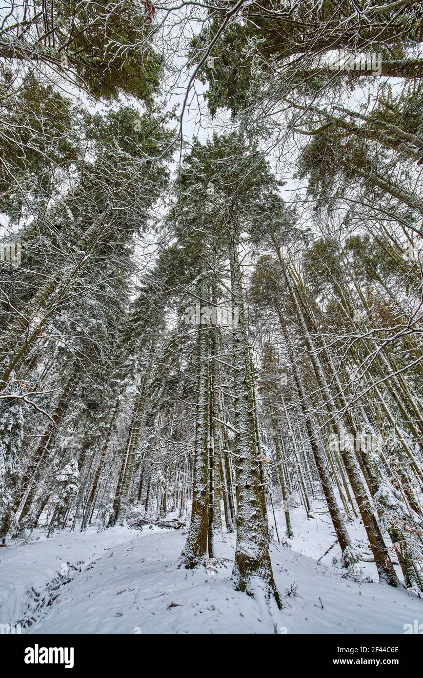 Forestry snowy trees branch in hi-res stock photography and images - Alamy