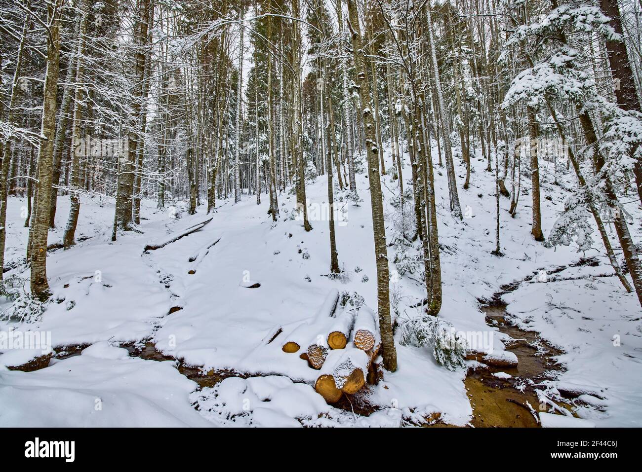 Forestry snowy trees branch in hi-res stock photography and images - Alamy