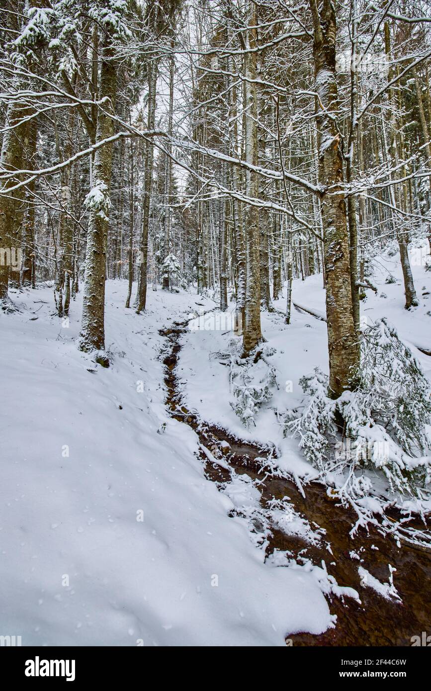 Forestry snowy trees branch in hi-res stock photography and images - Alamy