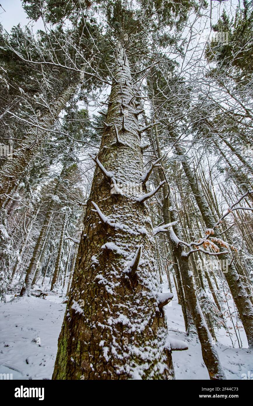 Forestry snowy trees branch in hi-res stock photography and images - Alamy