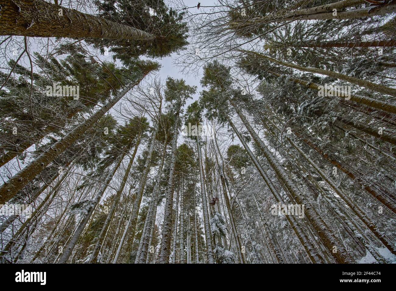 Forestry snowy trees branch in hi-res stock photography and images - Alamy