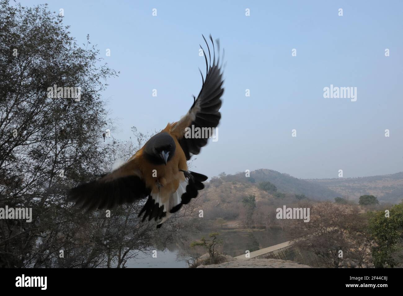 Rufous Treepie, Dendrocitta vagabunda flying, Ranthambore National Park ...