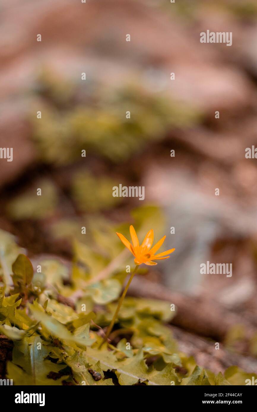 Yellow colchicum hi-res stock photography and images - Alamy