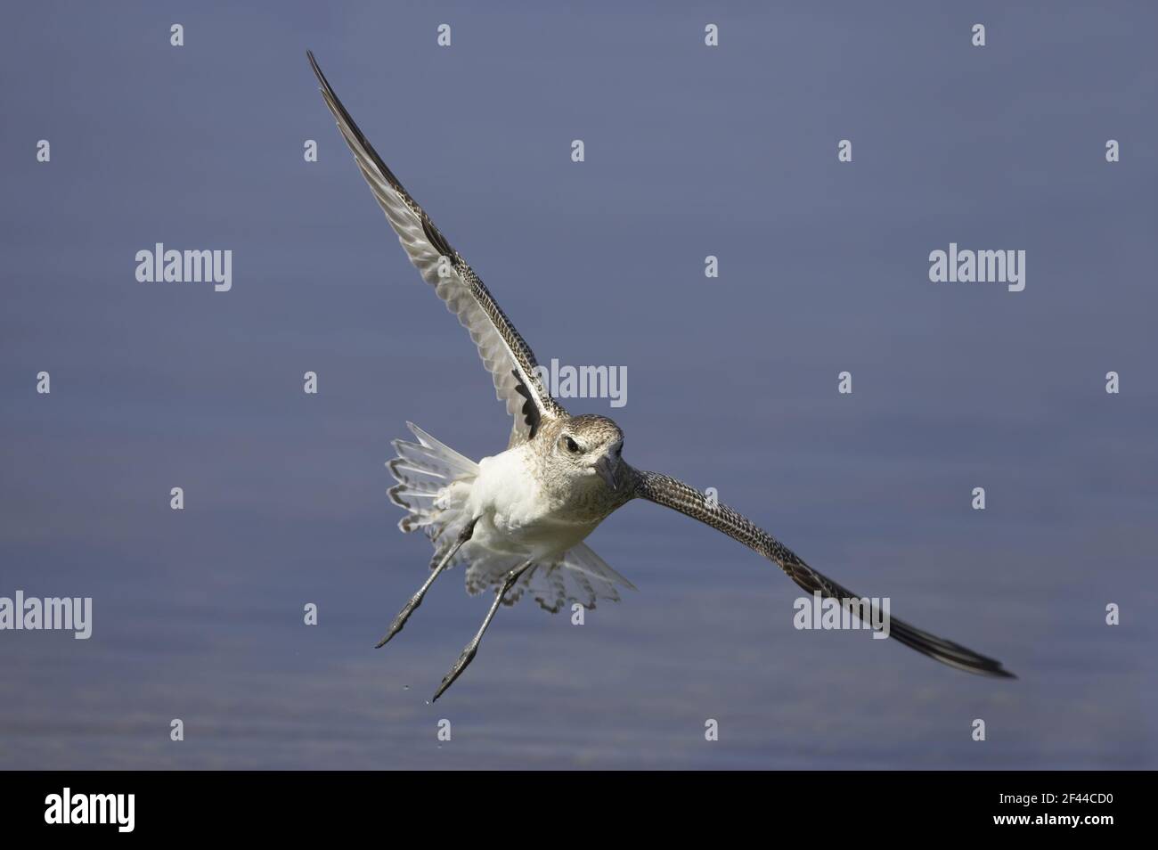 Plover in flight hi-res stock photography and images - Alamy