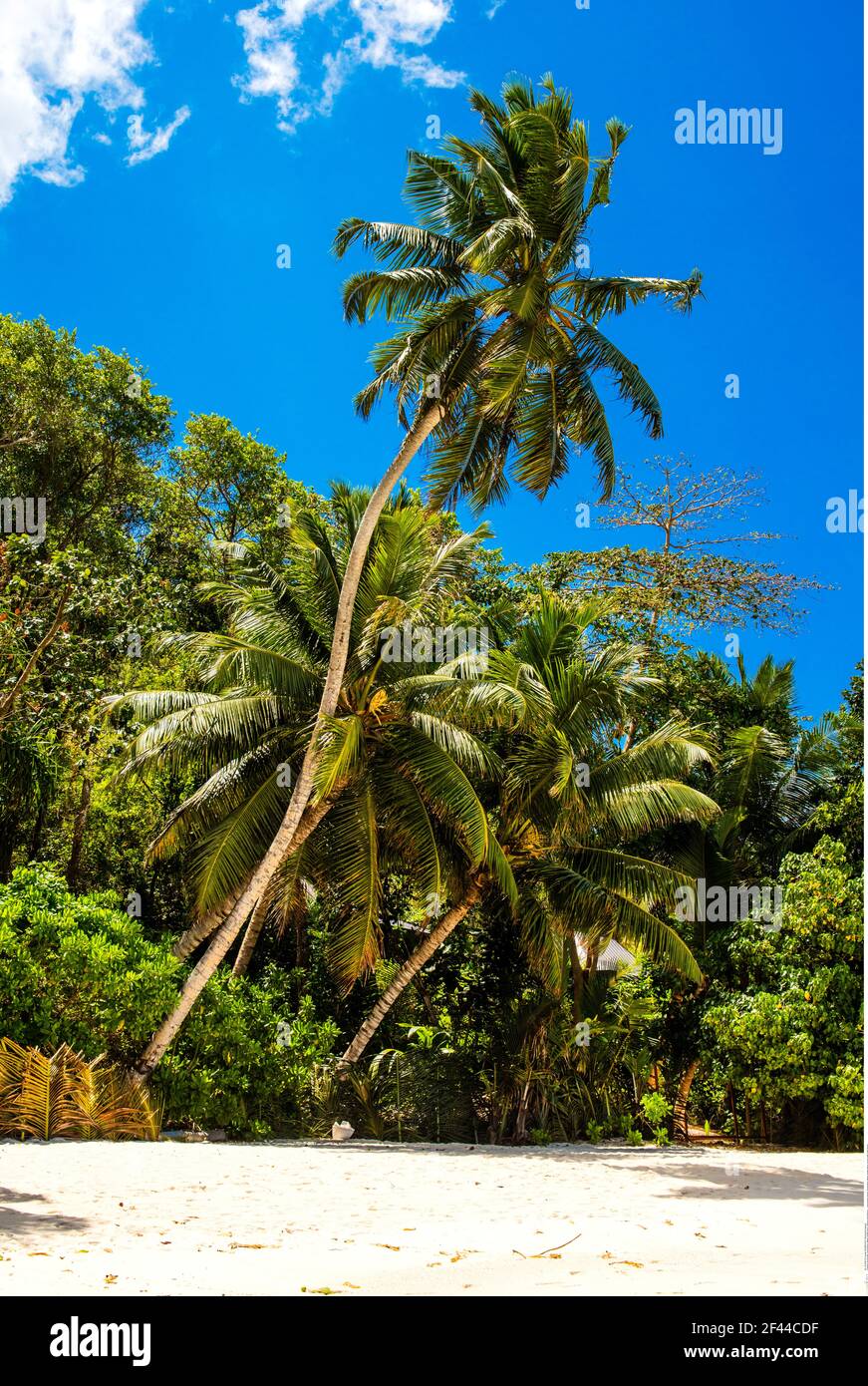 Seychelles vegetation palm trees hi-res stock photography and images ...
