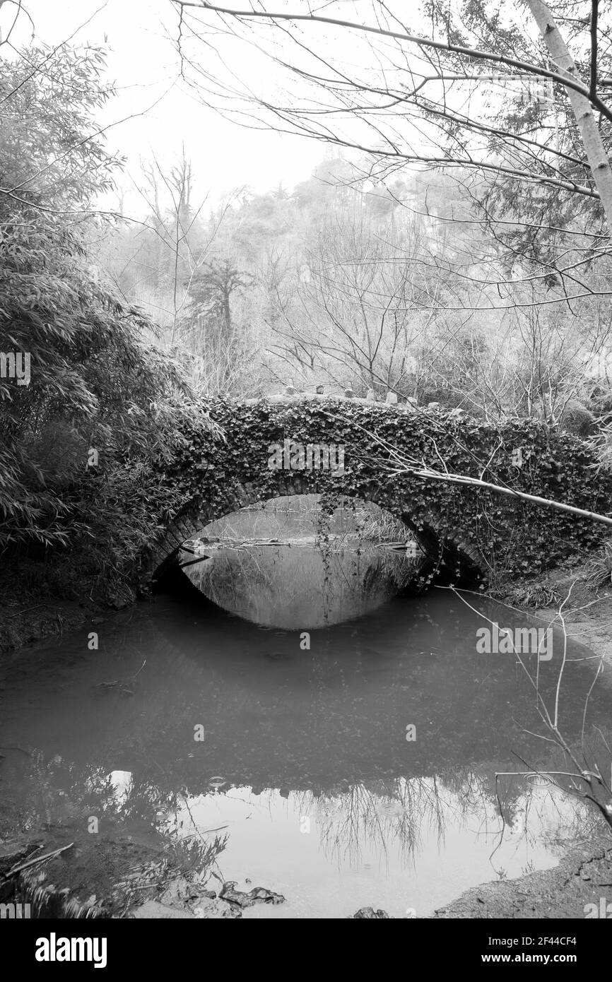 Under the surface plants Black and White Stock Photos & Images - Alamy
