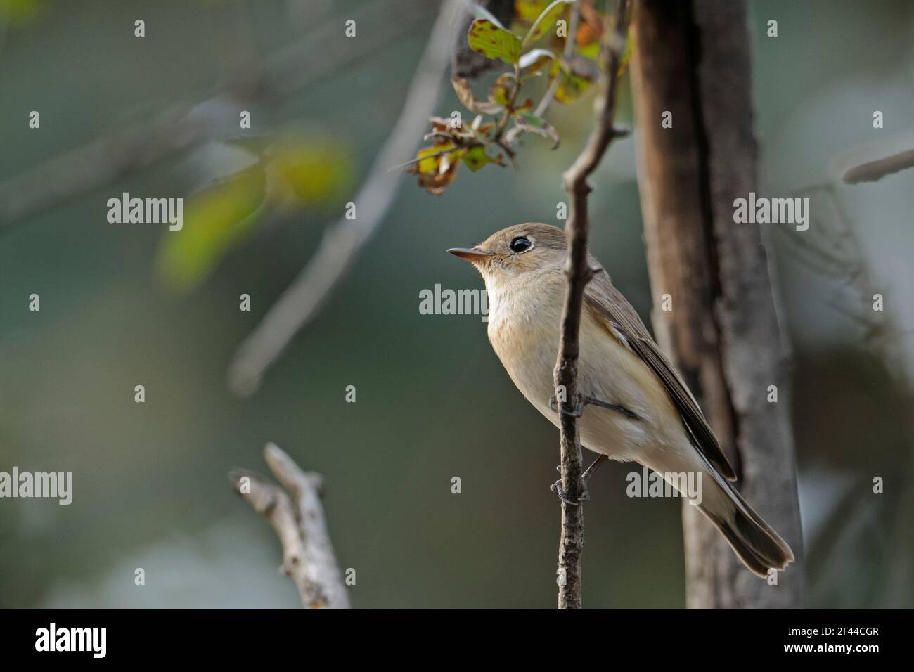 Asian flycatcher bird hi-res stock photography and images - Alamy