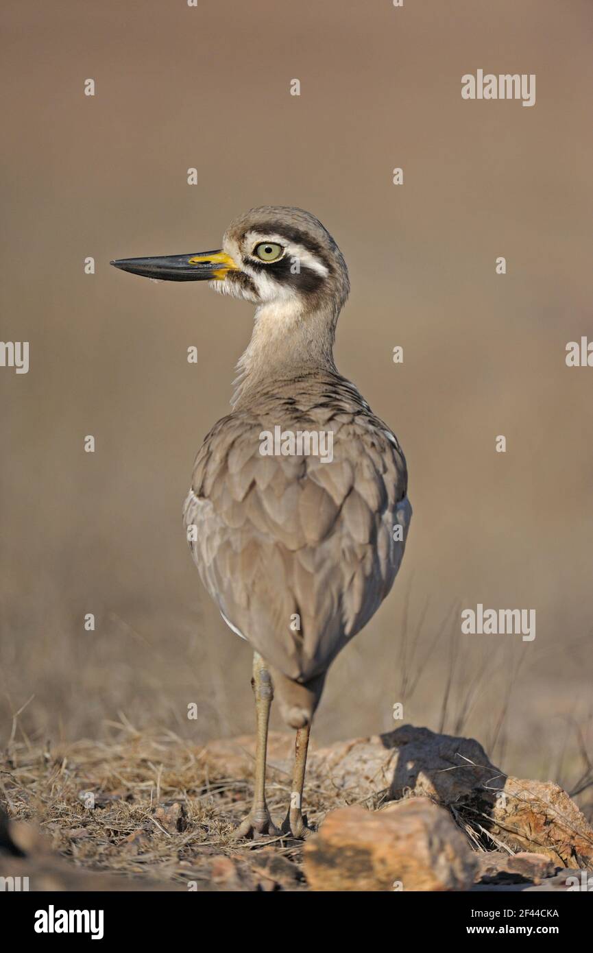 Indian stone curlew india hi-res stock photography and images - Alamy