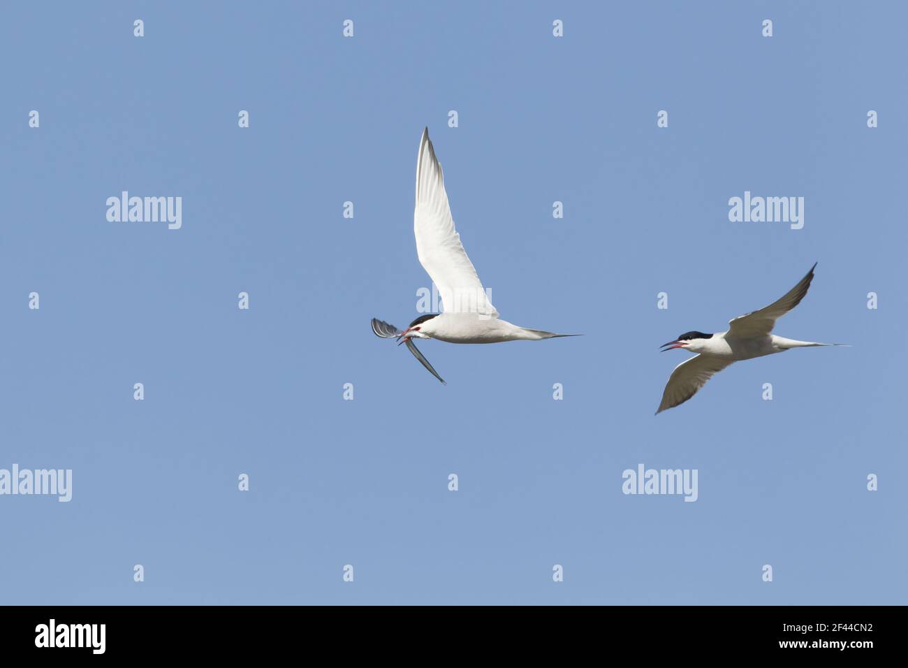 Chased By Animals High Resolution Stock Photography and Images - Alamy