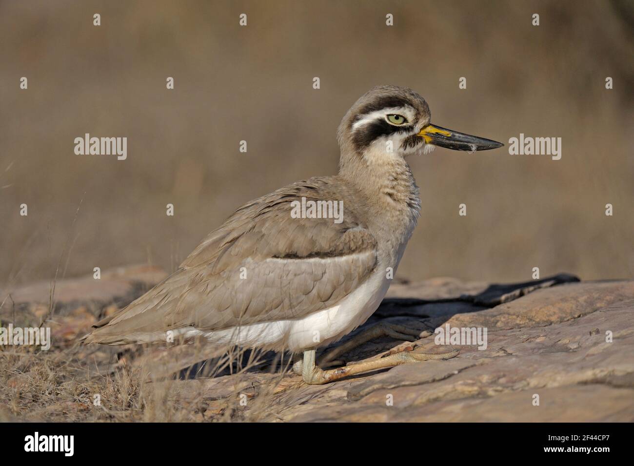 Indian stone curlew india hi-res stock photography and images - Alamy