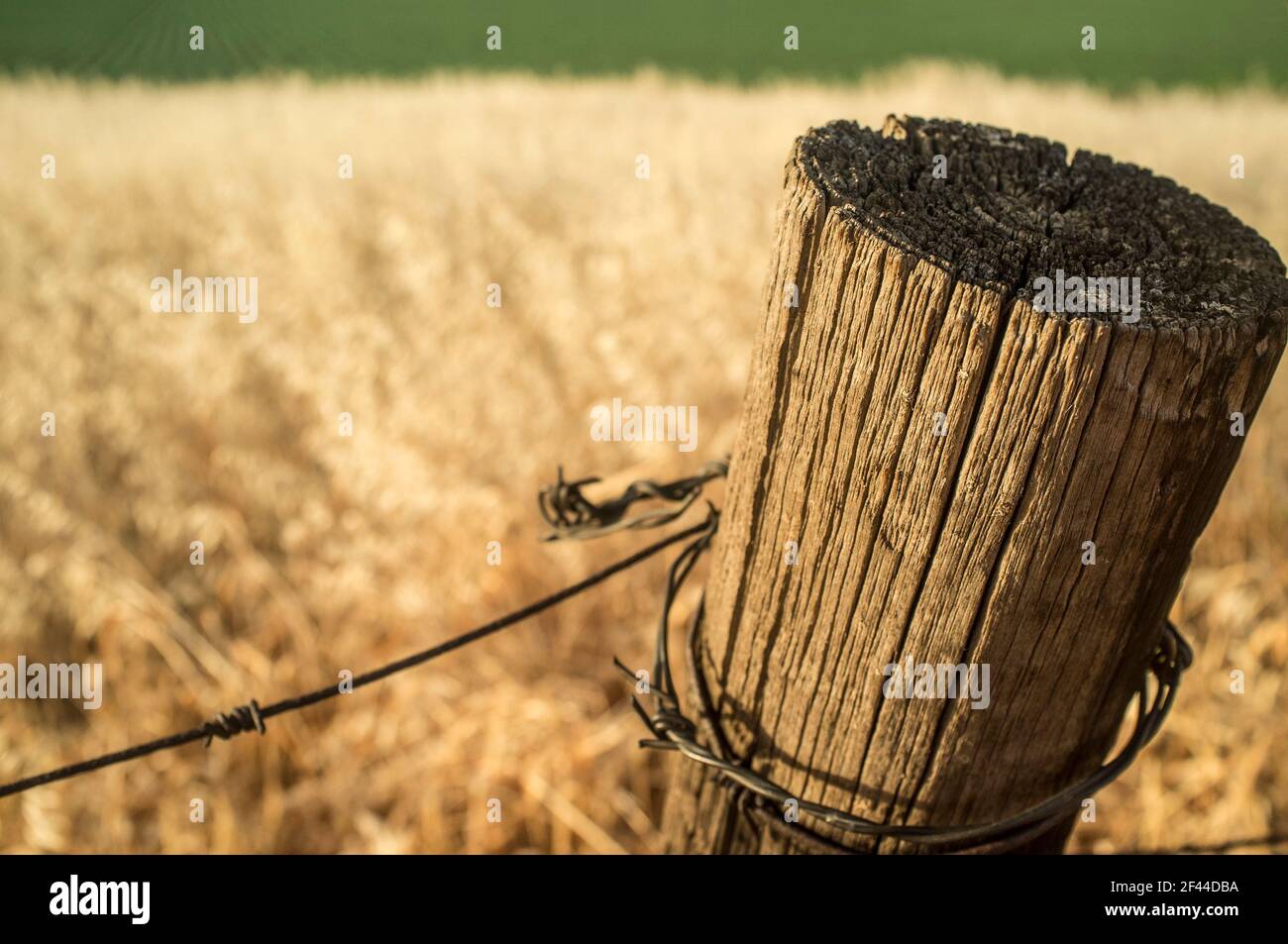 Top of an old and weathered agricultural fence post over dry pasture ...
