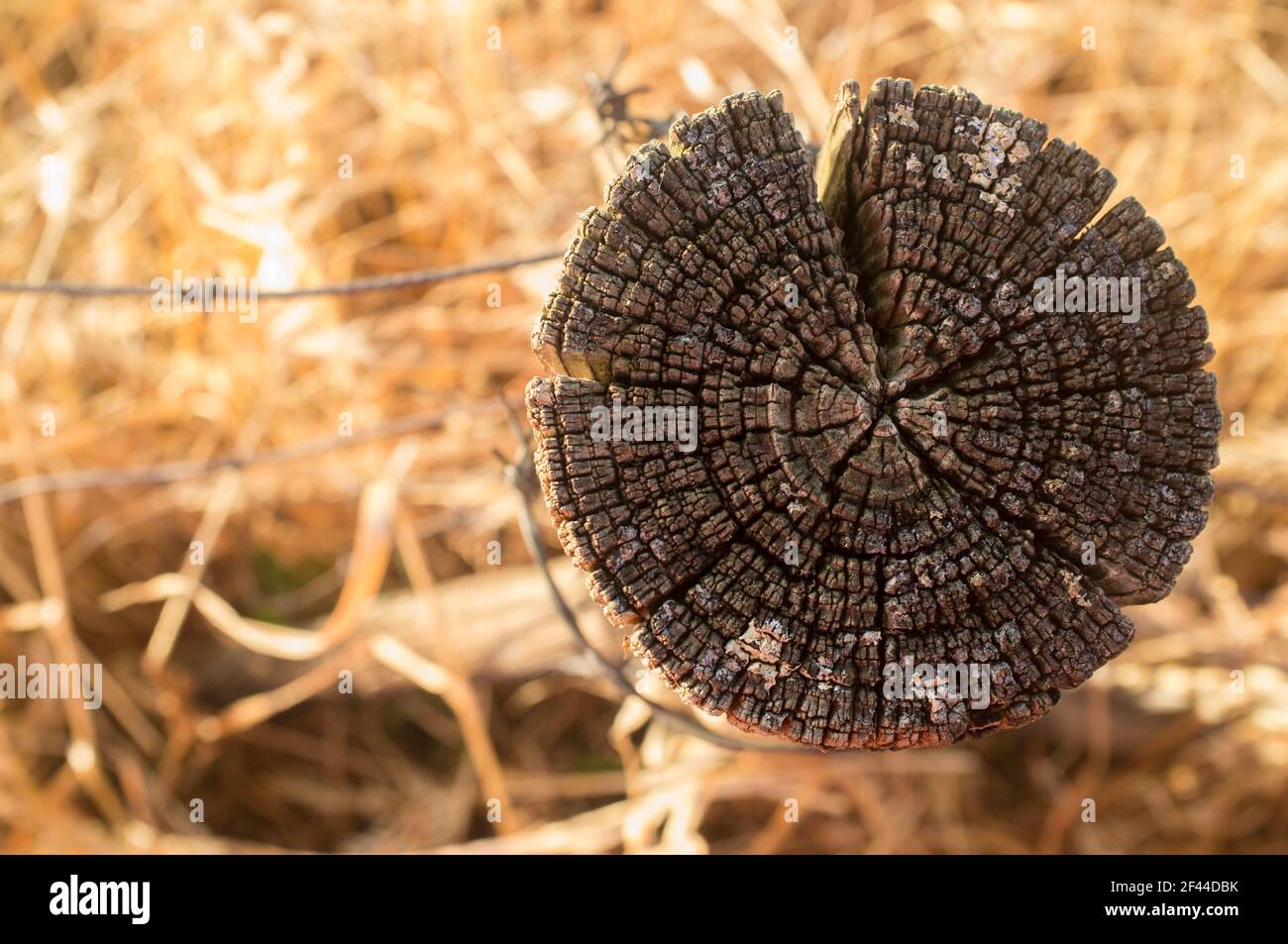 Top of an old and weathered agricultural fence post over dry pasture ...