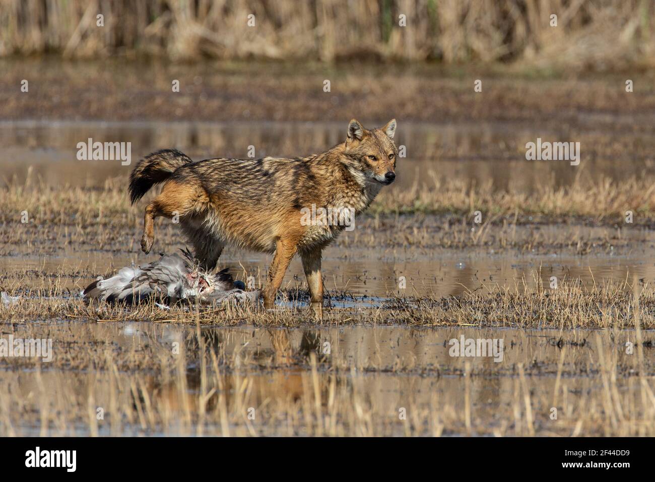 Golden Jackal (Canis aureus), also called the Asiatic, Oriental or ...