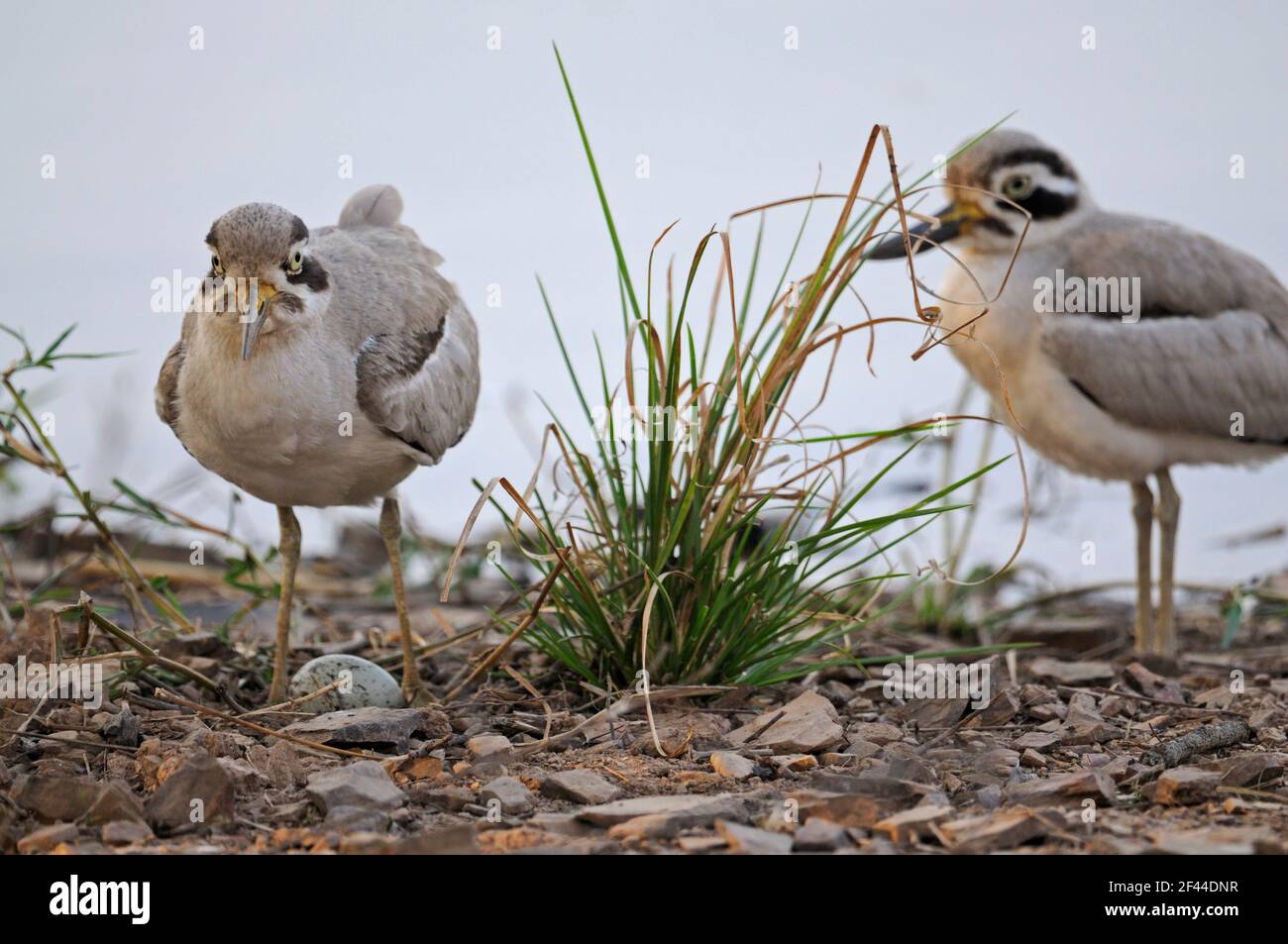 Indian stone curlew india hi-res stock photography and images - Alamy