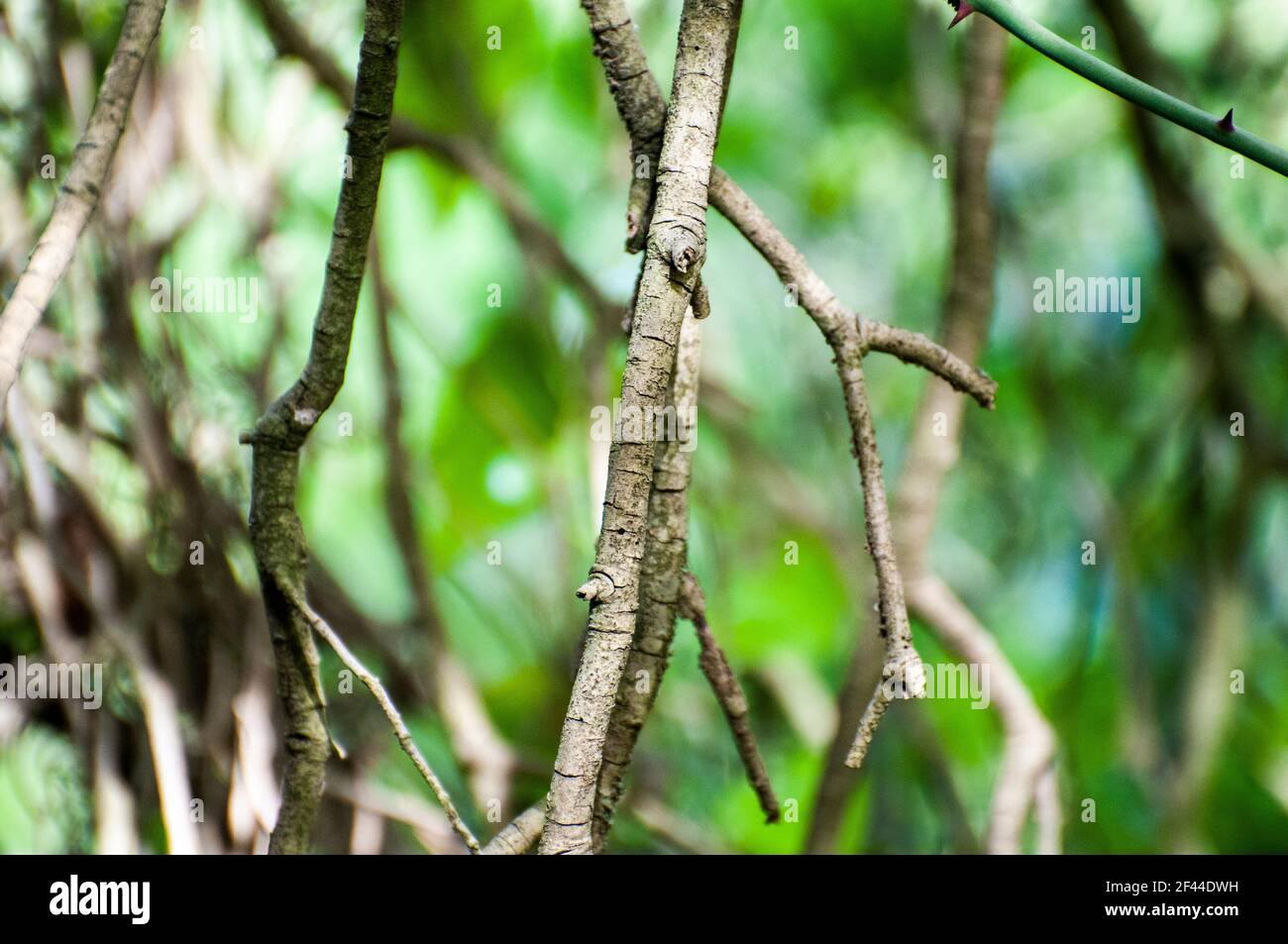 Knotted branches hi-res stock photography and images - Alamy