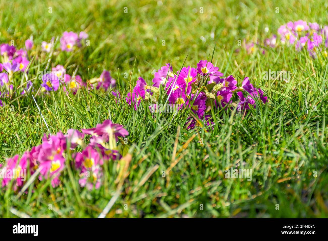 A closeup shot of beautiful purple primula flowers in a field Stock ...