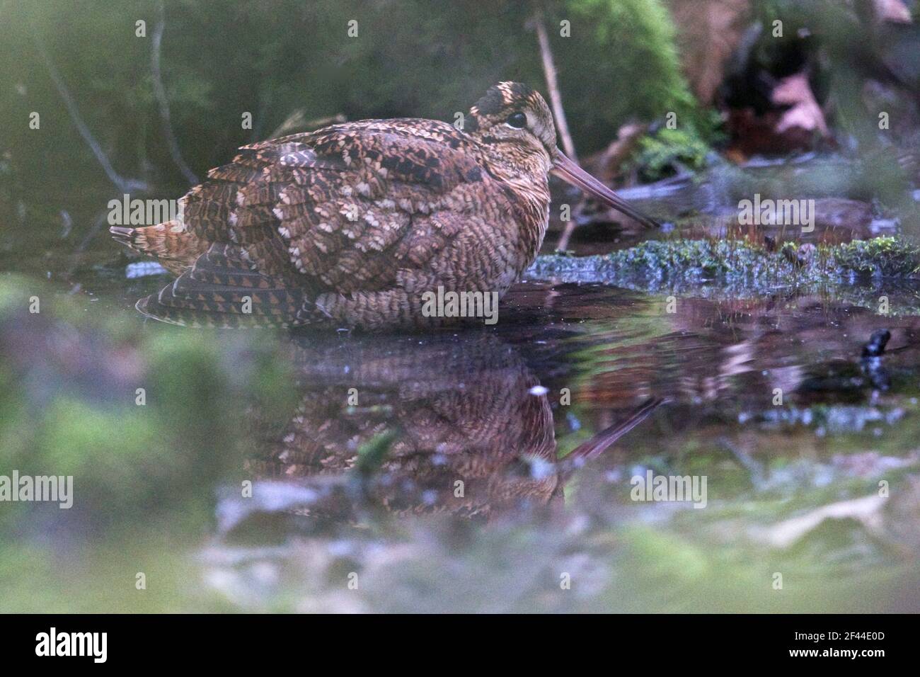 Eurasian Woodcock (Scolopax rusticola) in undergrowth Stock Photo - Alamy