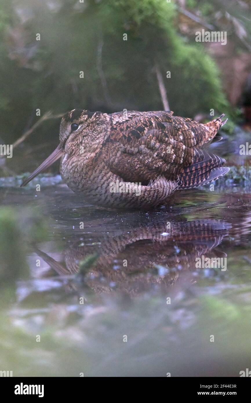 Scolopax Rusticola Norfolk High Resolution Stock Photography and Images ...