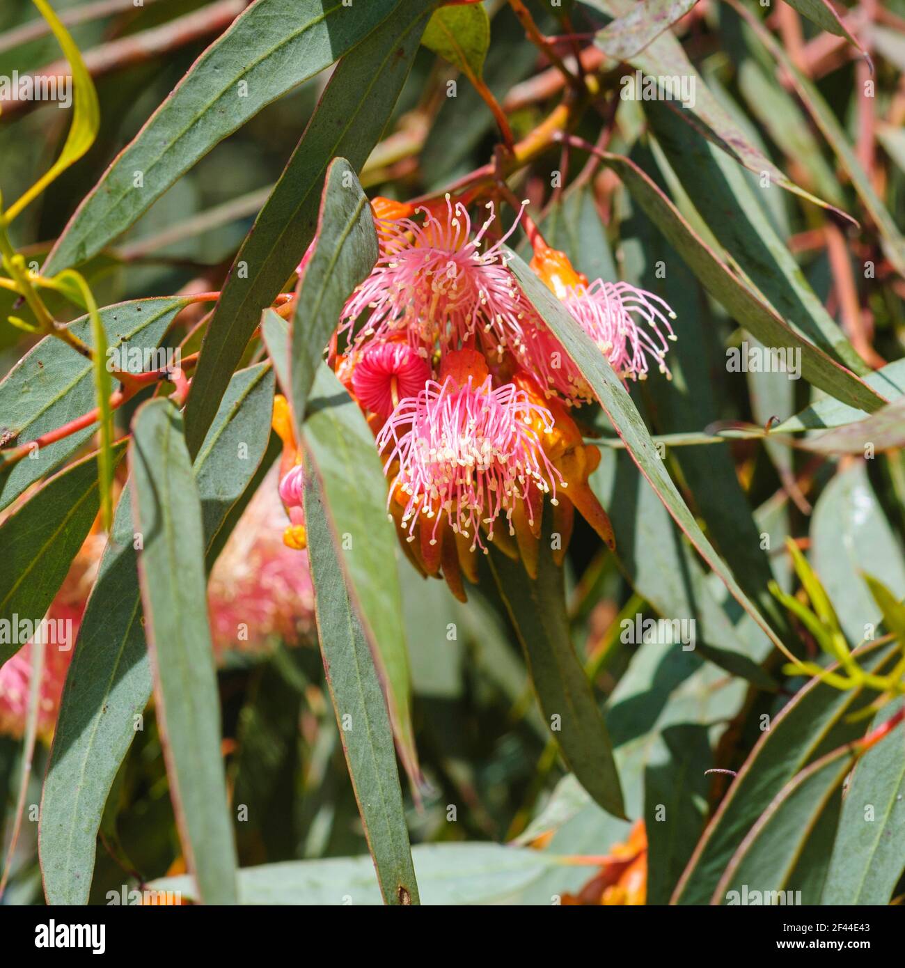 Cluster of red / pink flowers, buds & grey green leaves of Eucalyptus ...