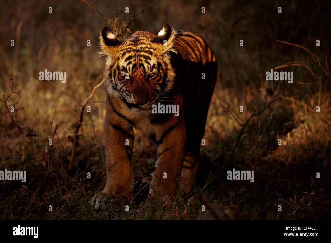 Tiger cub in shadow hi-res stock photography and images - Alamy