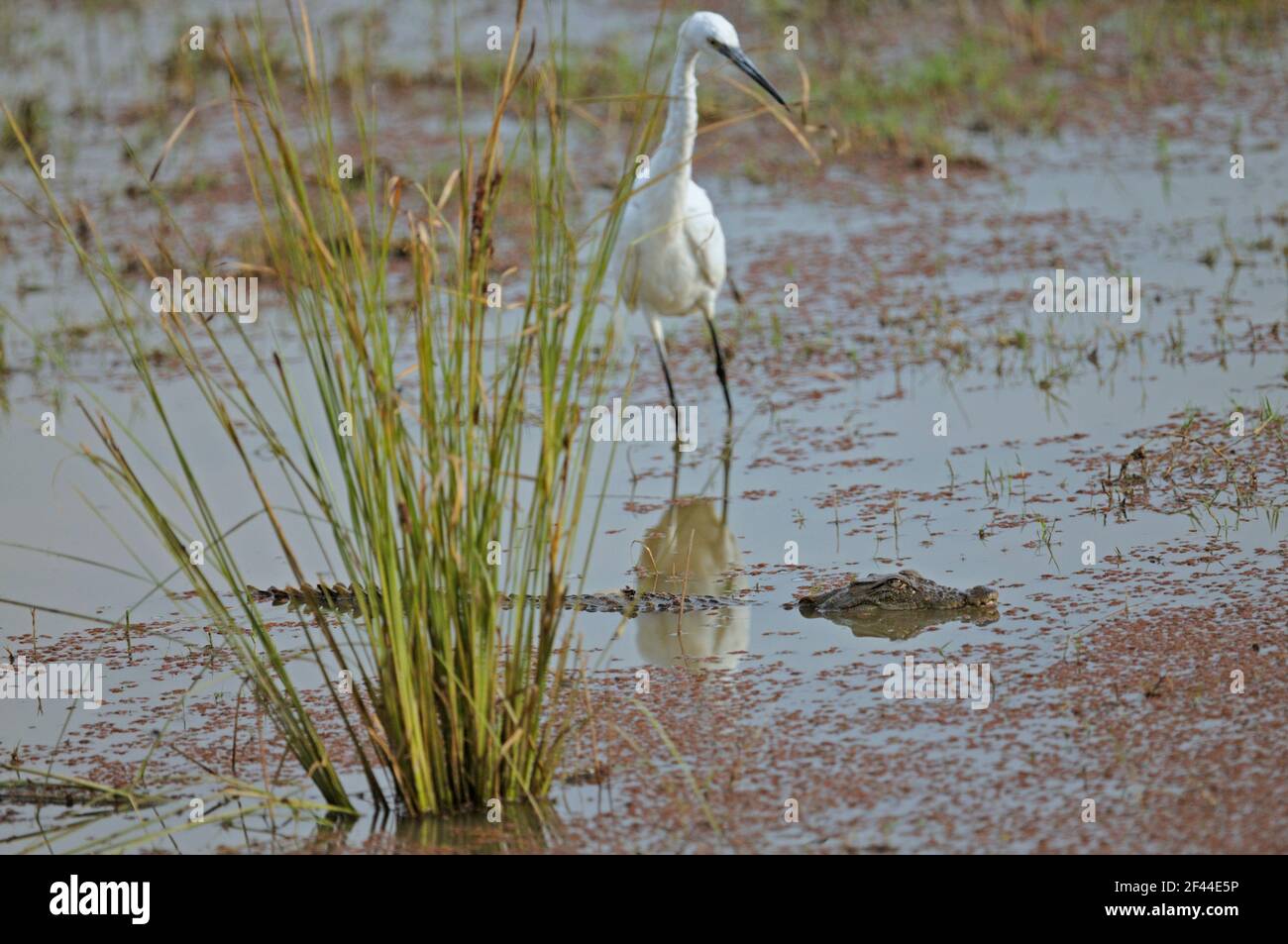 Little egret india hi-res stock photography and images - Alamy