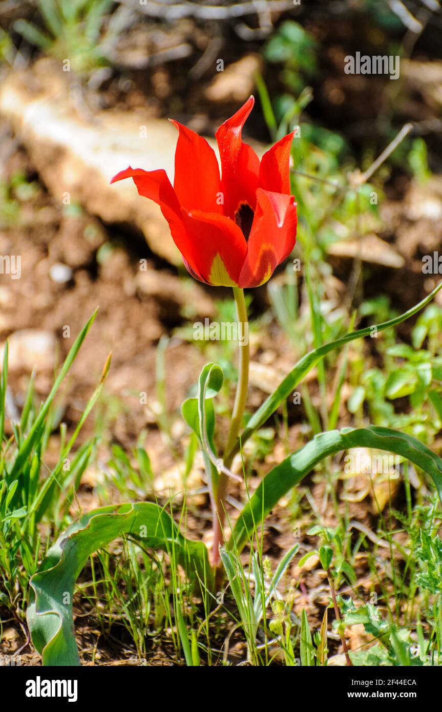 Wild mountain tulip (Tulipa agenensis) flower Photographed in Israel in ...