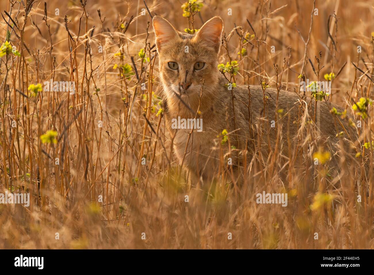 Jungle cat felis chaus ranthambore national park hi-res stock ...