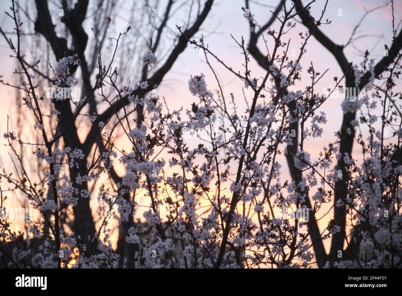 Full tree view hi-res stock photography and images - Alamy