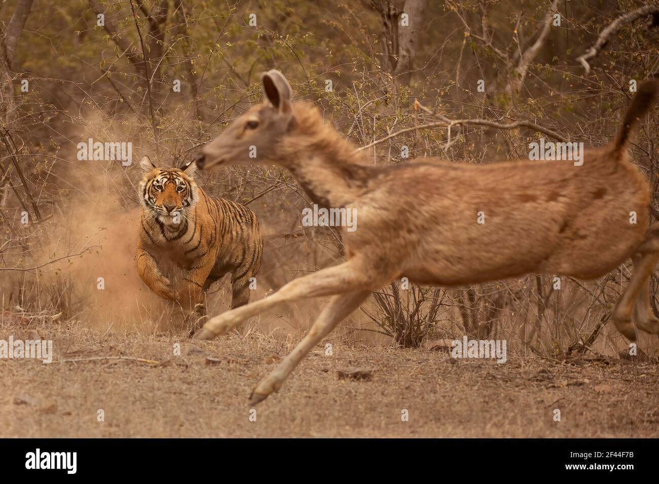 Royal Bengal Tiger hunting charging Sambar deer, Ranthambore National ...