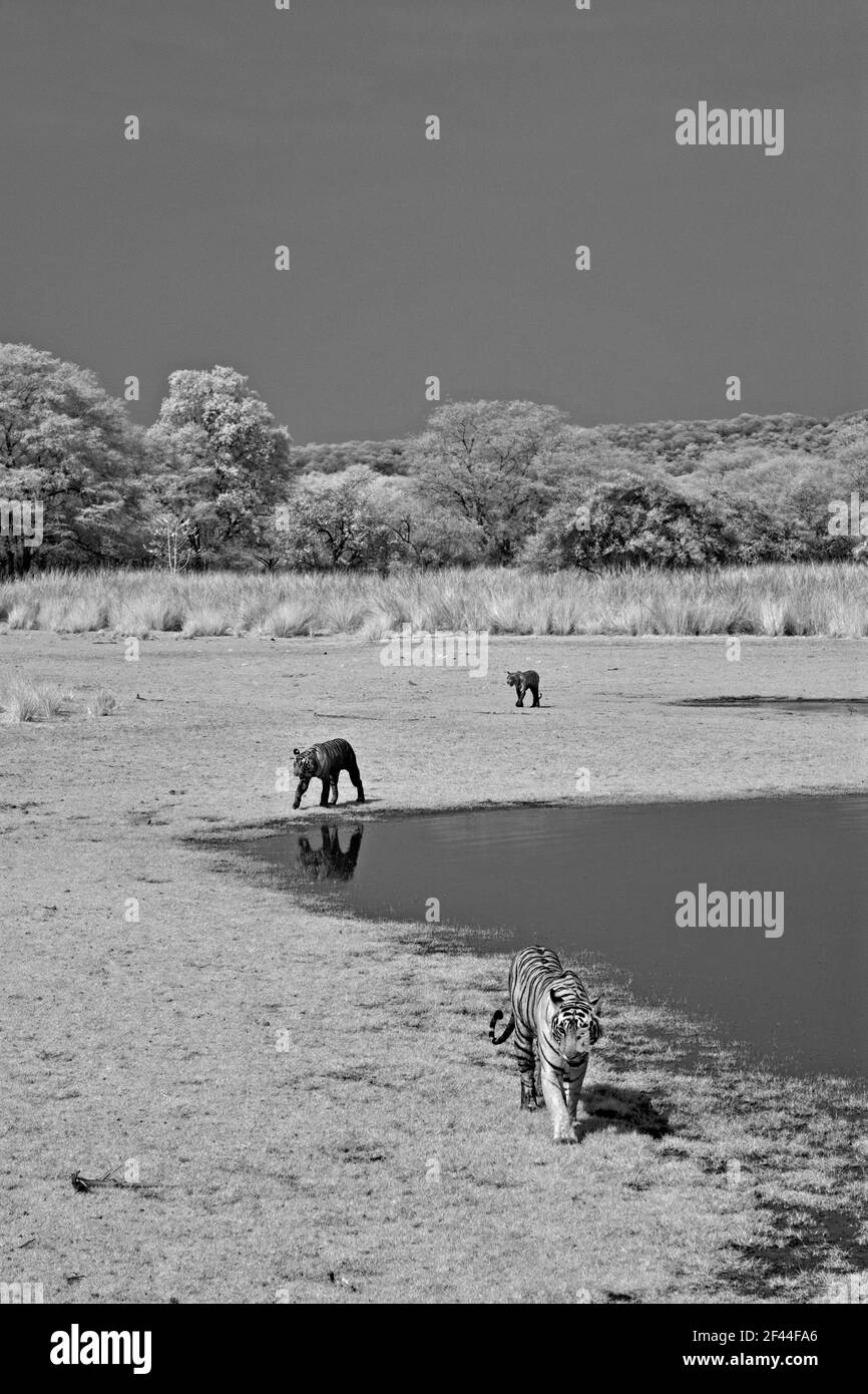 Royal Bengal Tiger infrared black and white, Raj Bagh lake, Ranthambore ...