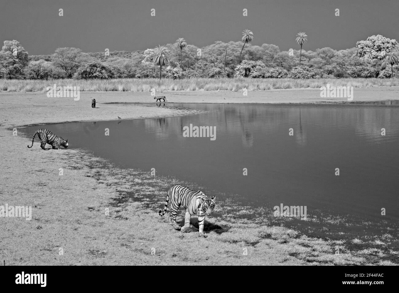 Royal Bengal Tiger infrared black and white, Raj Bagh lake, Ranthambore ...