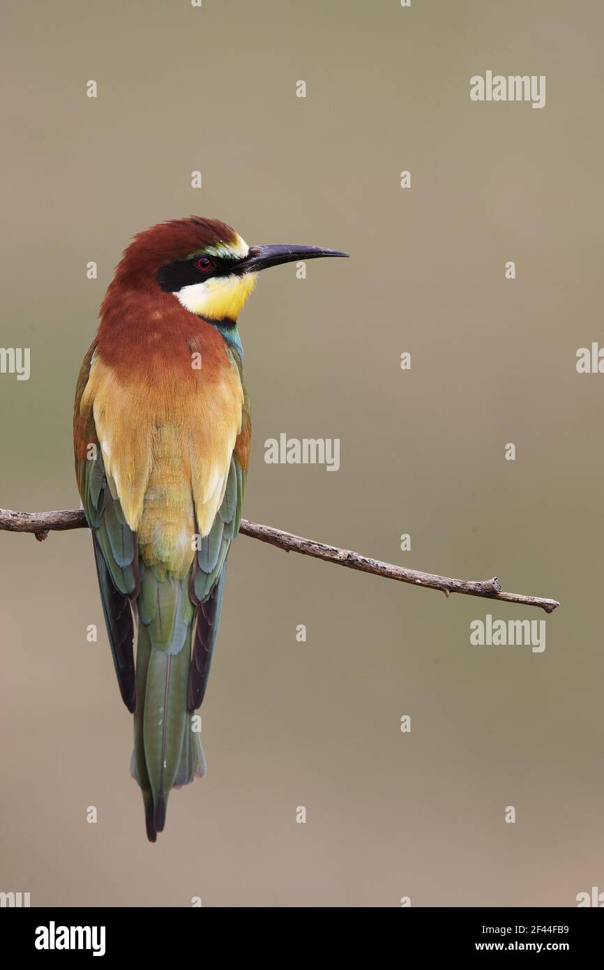 Bee Eater - at rest (Merops apiaster) Extramadura, Spain BI002441 Stock ...