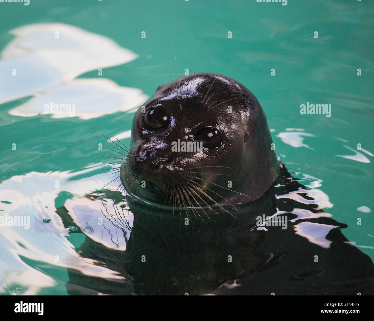 Baikal seal or Nerpa endemic of lake Baikal looking at the camera with huge clever eyes Stock ...