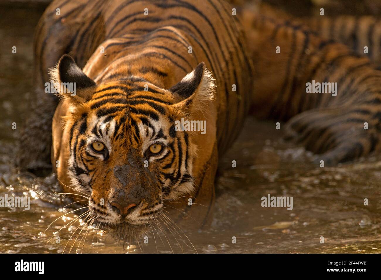 Bengal tiger india guard hi-res stock photography and images - Alamy
