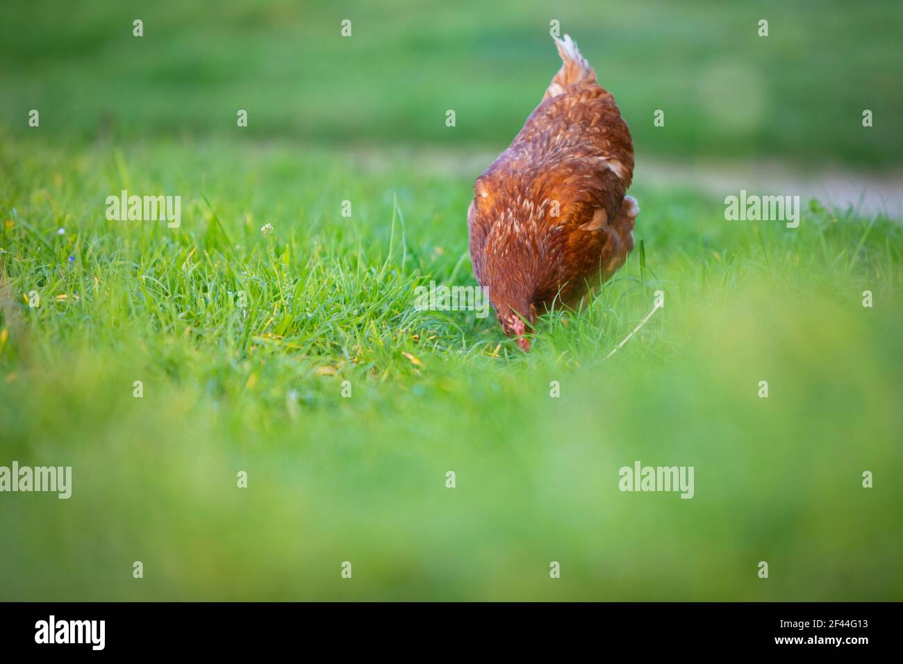 female hen feeding on green grass Stock Photo - Alamy