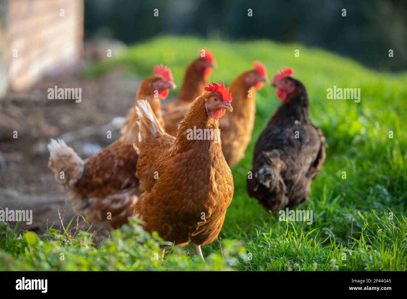 Red hen tail hi-res stock photography and images - Alamy