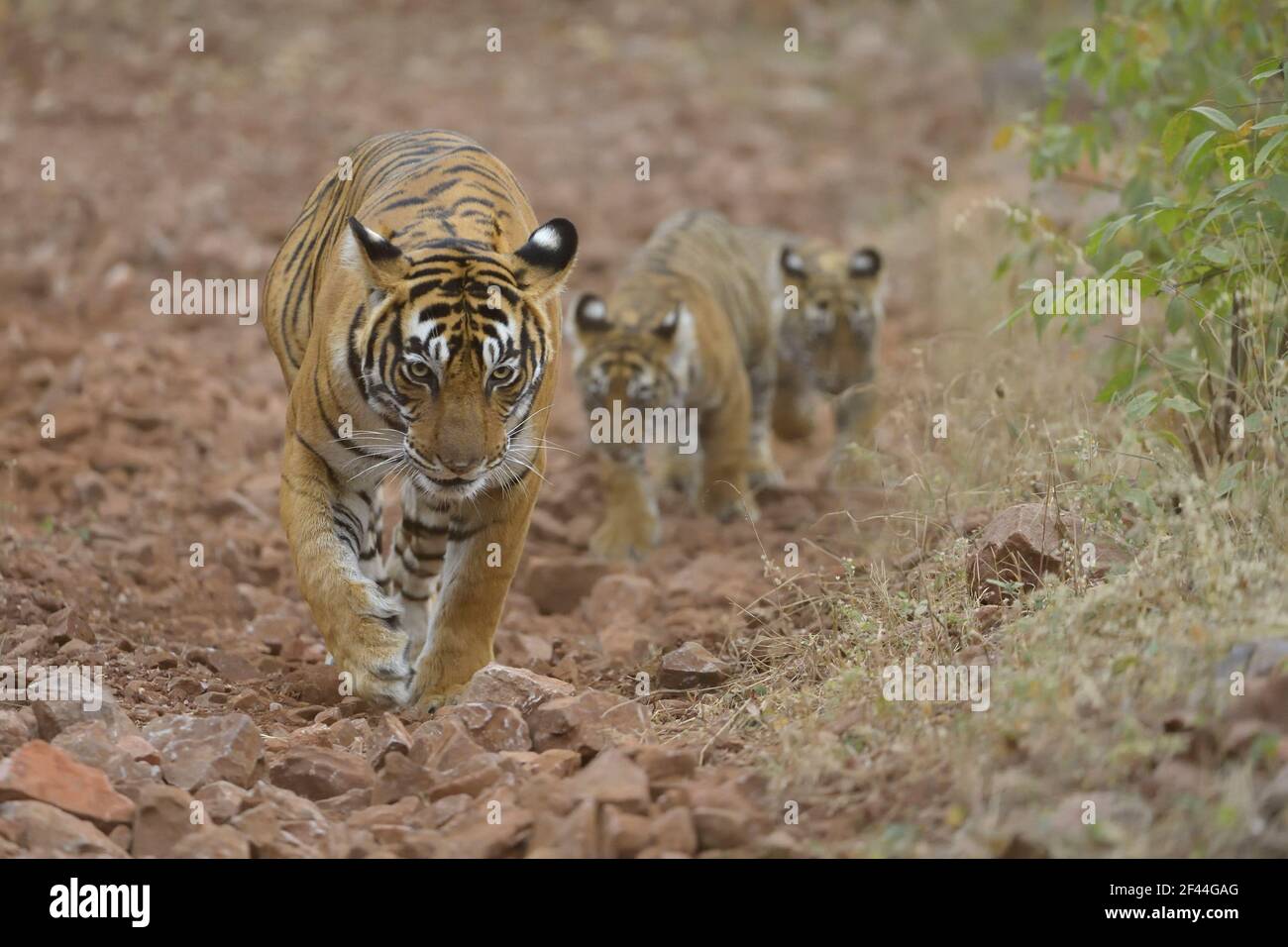 Tiger with cubs walking in forest track hi-res stock photography and ...