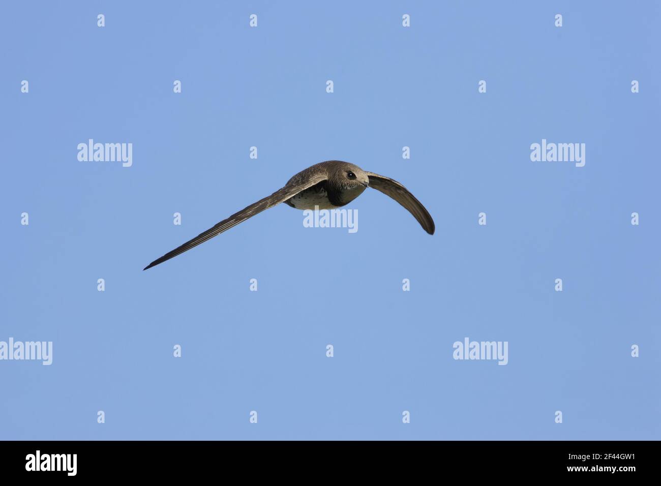 Swifts in flight hi-res stock photography and images - Alamy