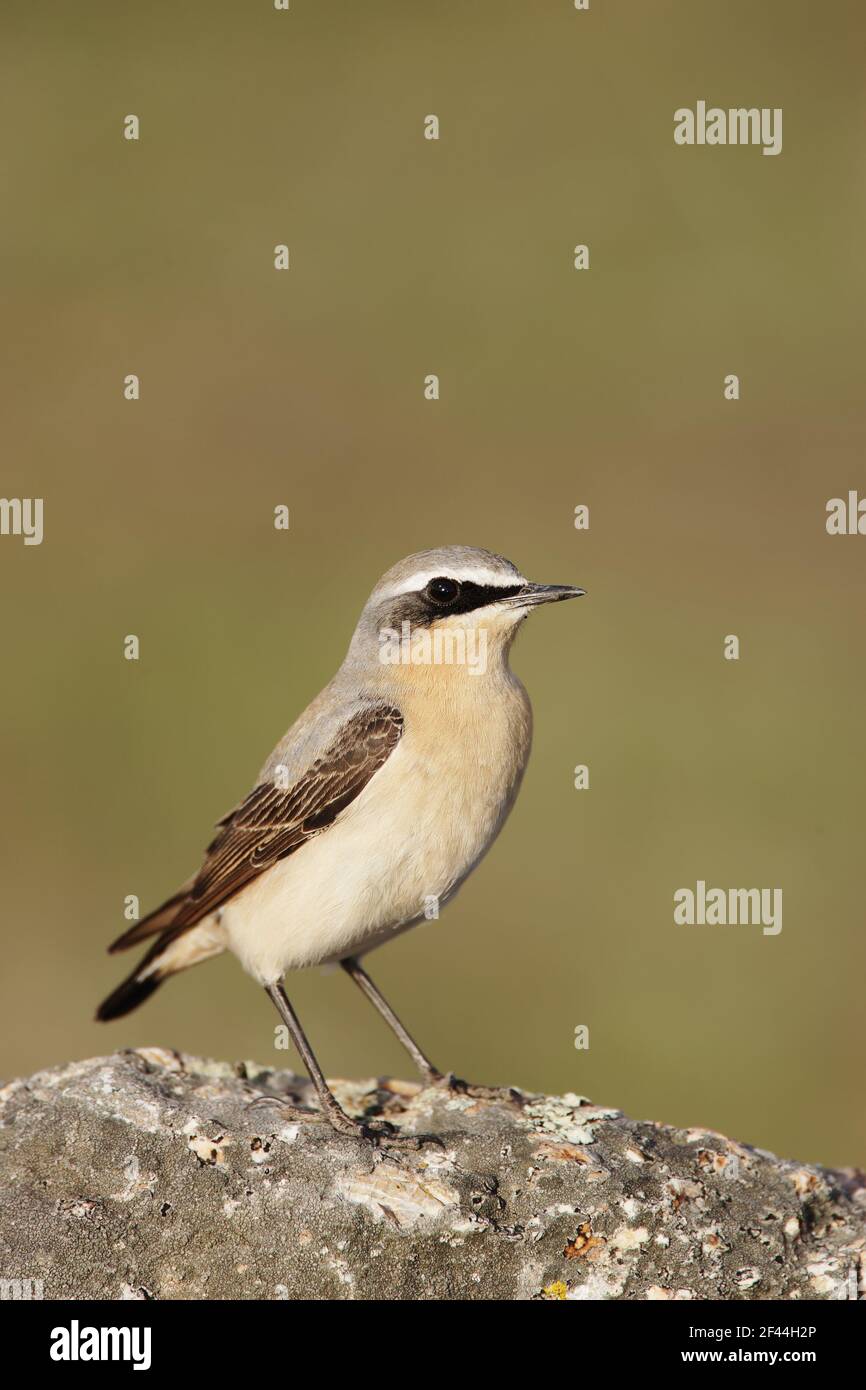 Common Wheatear High Resolution Stock Photography and Images - Alamy