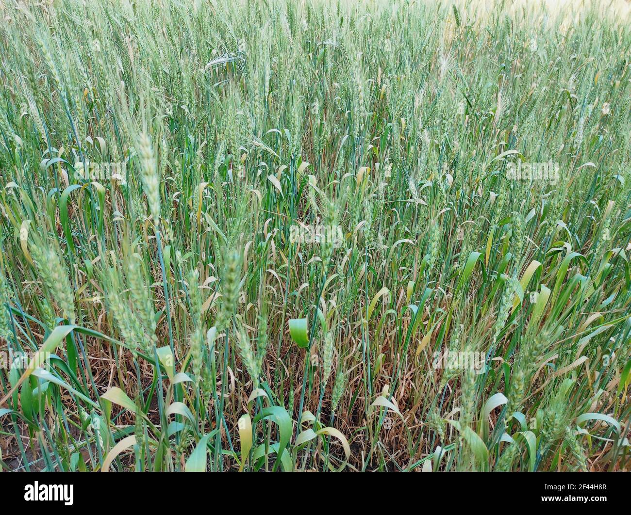 Young spring wheat hi-res stock photography and images - Alamy