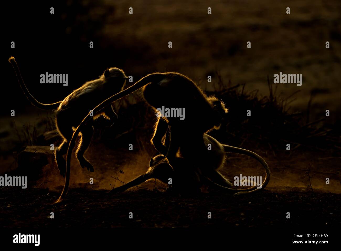 Dusk wildlife hi-res stock photography and images - Alamy